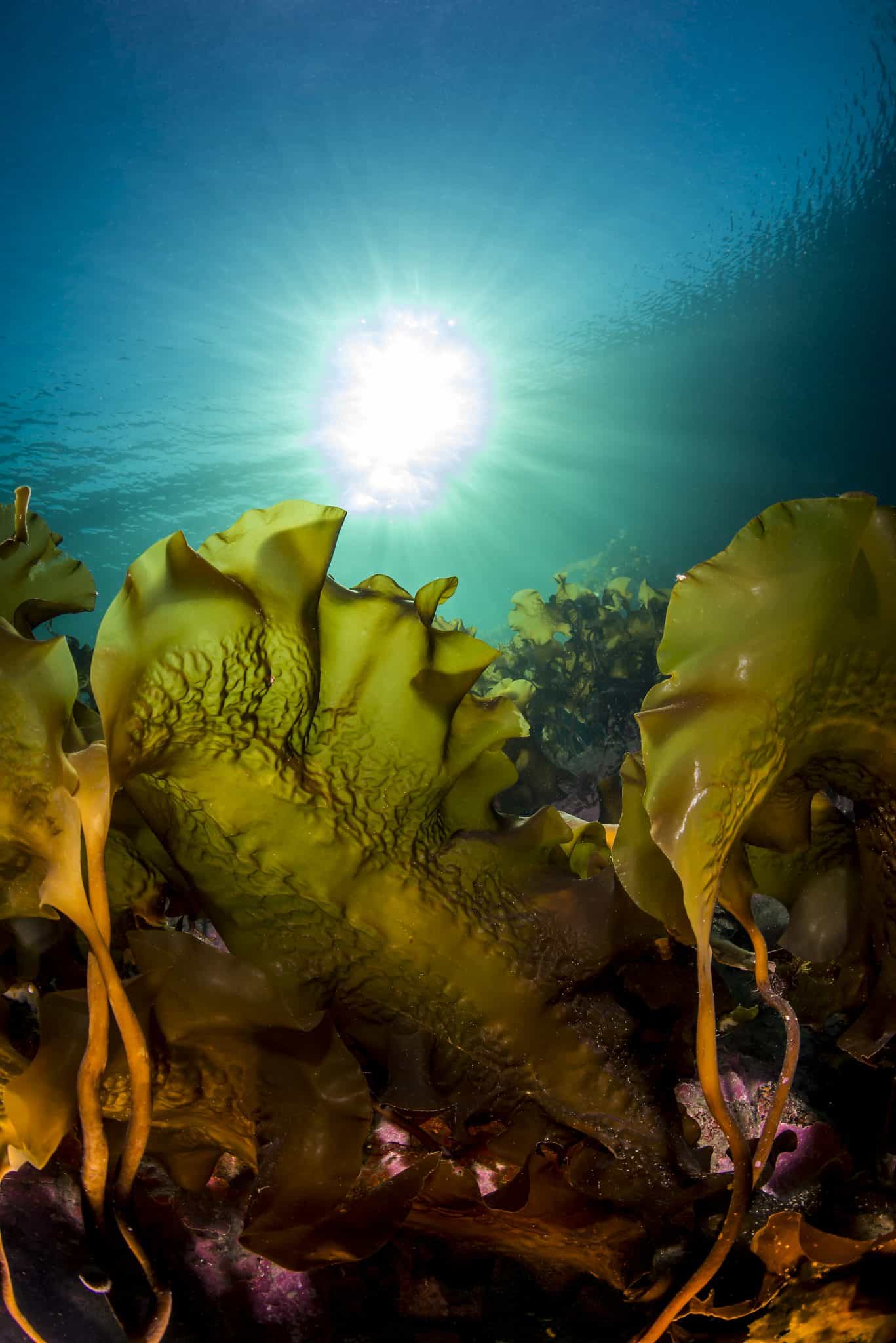 Bli en FREMSTR - Trainee i Tromsøregionen